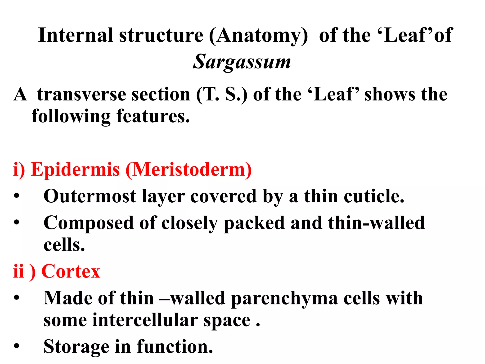 General Characters of Phaeophyceae & Life Cycle of Sargassum SMG | PPTX