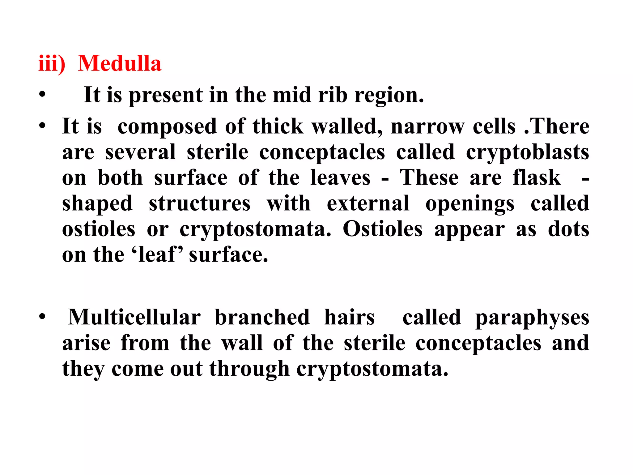 General Characters of Phaeophyceae & Life Cycle of Sargassum SMG | PPTX