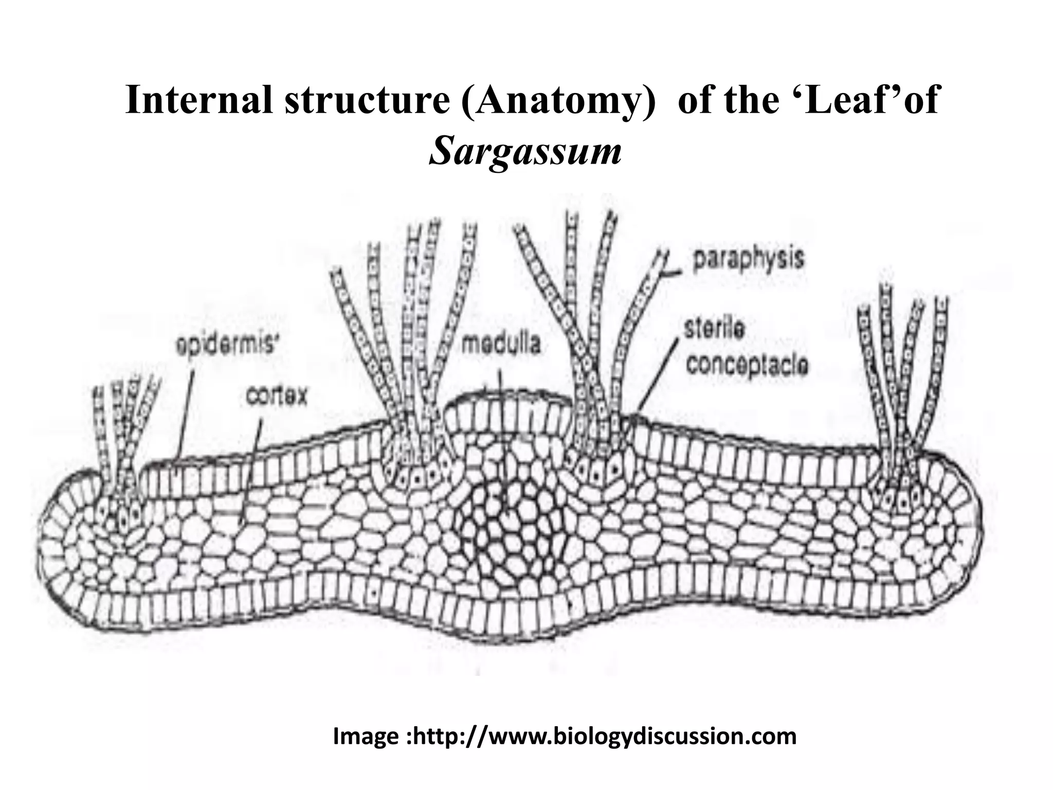 General Characters of Phaeophyceae & Life Cycle of Sargassum SMG | PPTX
