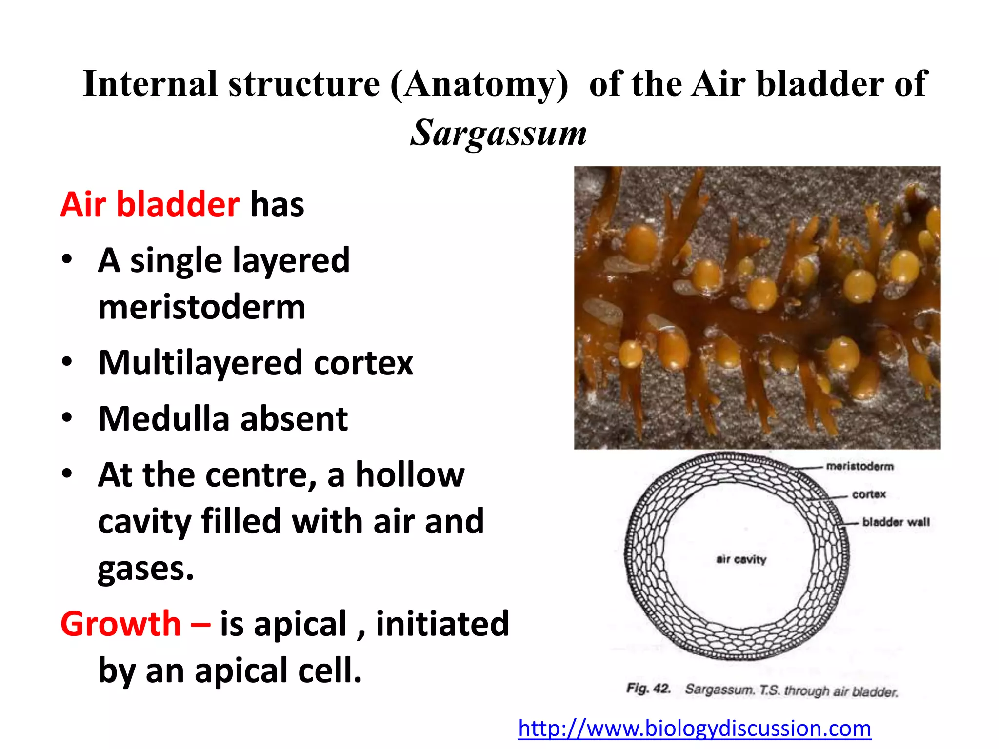 General Characters of Phaeophyceae & Life Cycle of Sargassum SMG | PPTX