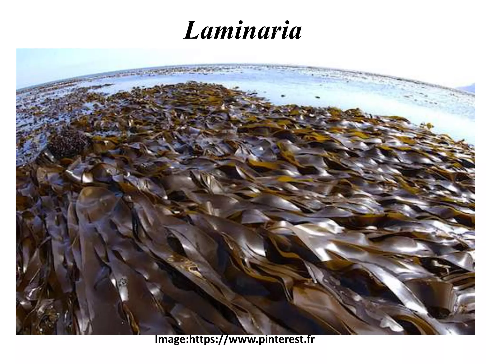 General Characters of Phaeophyceae & Life Cycle of Sargassum SMG | PPTX
