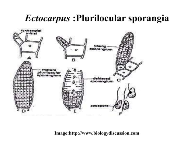 General Characters of Phaeophyceae & Life Cycle of Sargassum SMG | PPTX