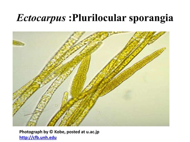 General Characters of Phaeophyceae & Life Cycle of Sargassum SMG | PPTX