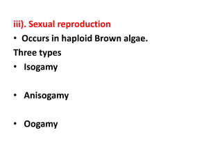 General Characters of Phaeophyceae & Life Cycle of Sargassum SMG | PPTX