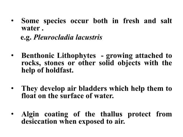General Characters of Phaeophyceae & Life Cycle of Sargassum SMG | PPTX