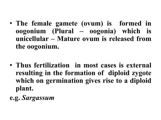 General Characters of Phaeophyceae & Life Cycle of Sargassum SMG | PPTX