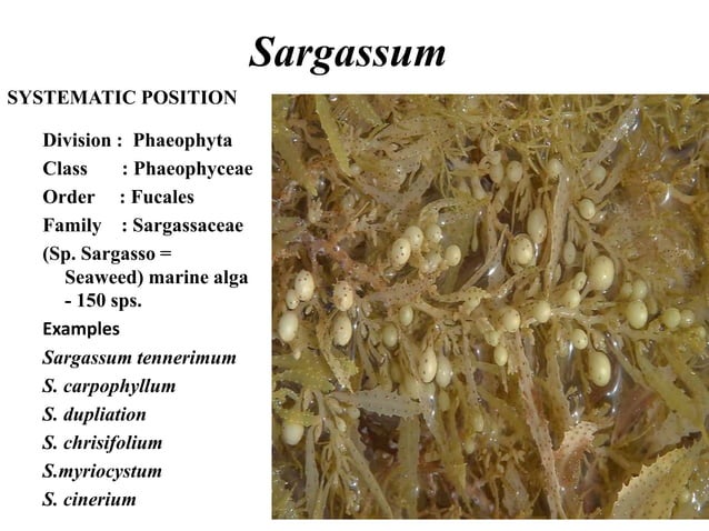 General Characters of Phaeophyceae & Life Cycle of Sargassum SMG | PPTX
