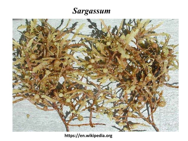 General Characters of Phaeophyceae & Life Cycle of Sargassum SMG | PPTX