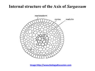 General Characters of Phaeophyceae & Life Cycle of Sargassum SMG | PPTX