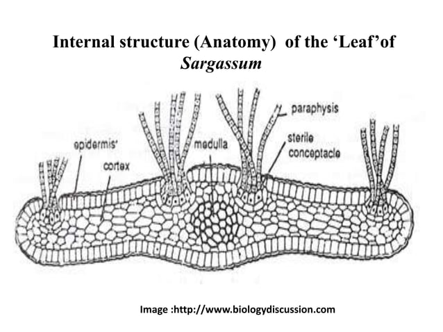 General Characters of Phaeophyceae & Life Cycle of Sargassum SMG | PPTX