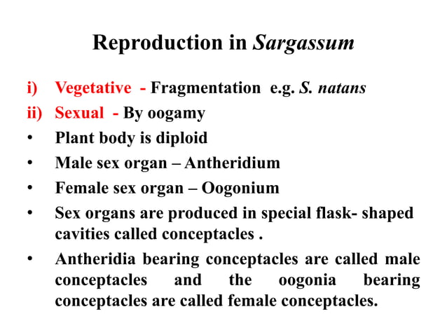 General Characters of Phaeophyceae & Life Cycle of Sargassum SMG | PPTX