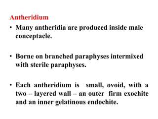 General Characters of Phaeophyceae & Life Cycle of Sargassum SMG | PPTX
