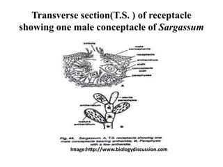 General Characters of Phaeophyceae & Life Cycle of Sargassum SMG | PPTX