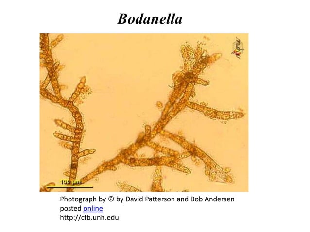 General Characters of Phaeophyceae & Life Cycle of Sargassum SMG | PPTX