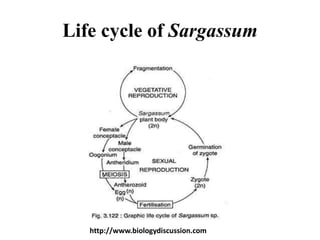 General Characters of Phaeophyceae & Life Cycle of Sargassum SMG | PPTX
