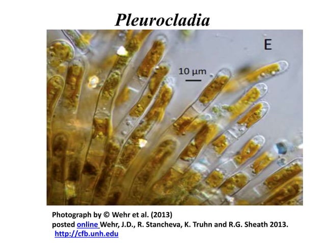 General Characters of Phaeophyceae & Life Cycle of Sargassum SMG | PPTX