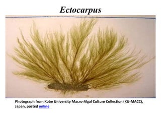 Ectocarpus Algae
