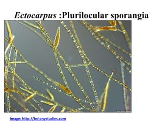 Ectocarpus Life Cycle Ppt