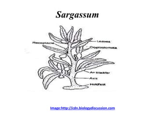 Sargassum Labeled