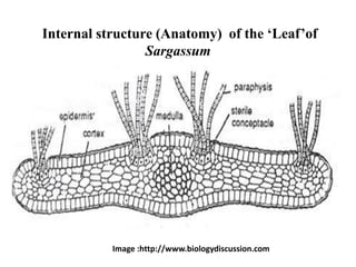 Sargassum Labeled