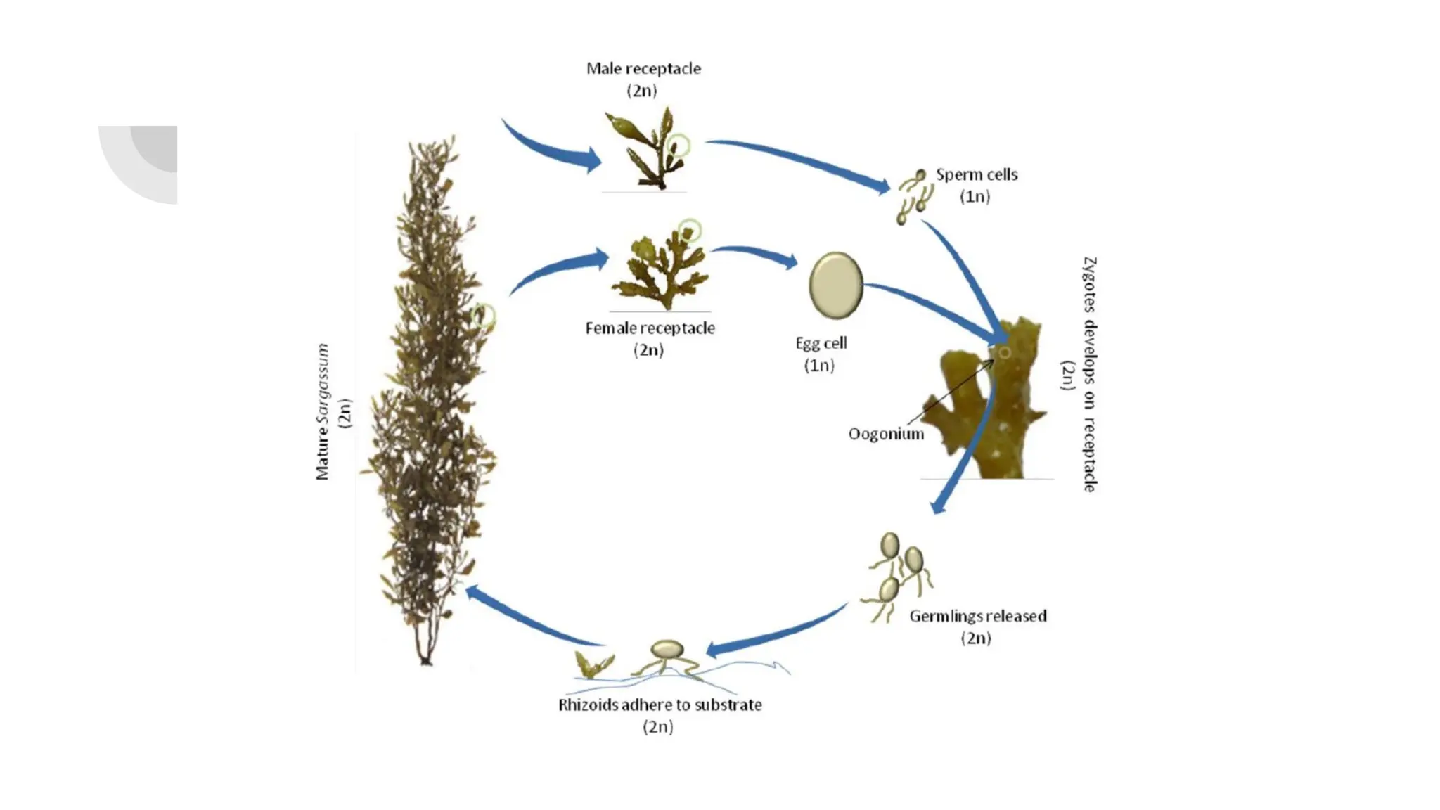 Sargassum-Morphology, Life Cycle and Significance | PPTX