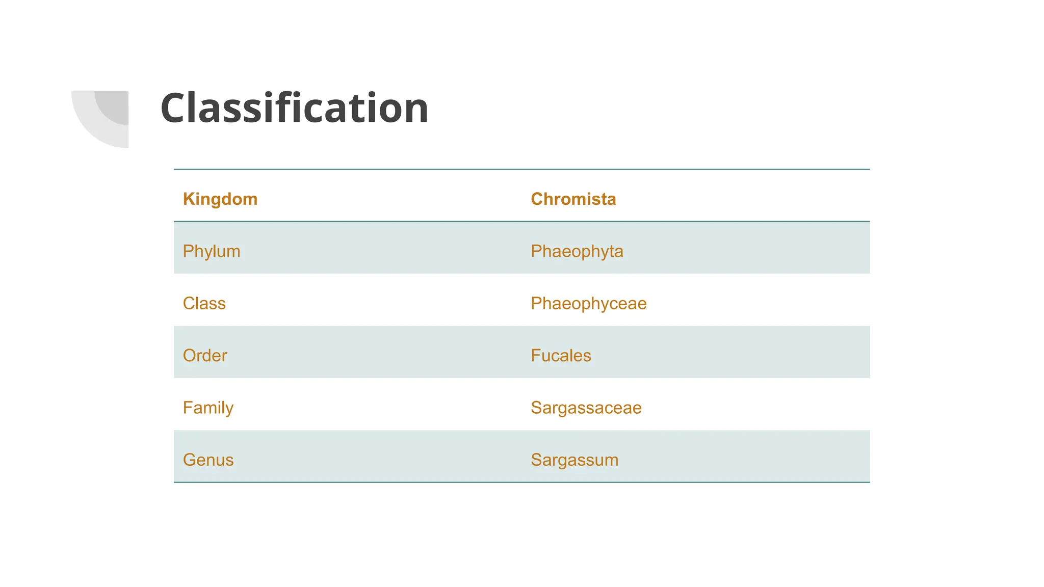 Sargassum-Morphology, Life Cycle and Significance | PPTX