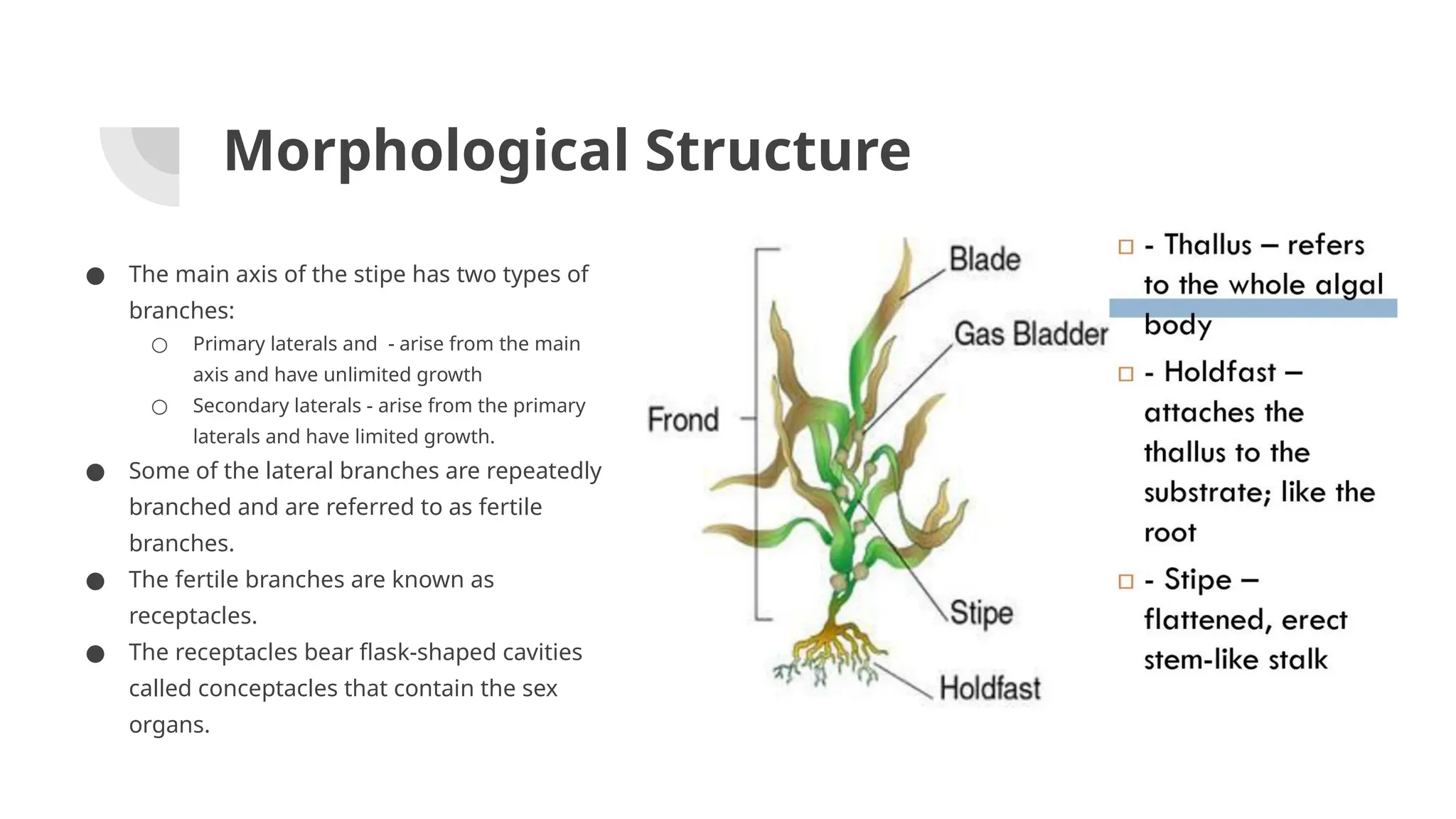 Sargassum-Morphology, Life Cycle and Significance | PPTX