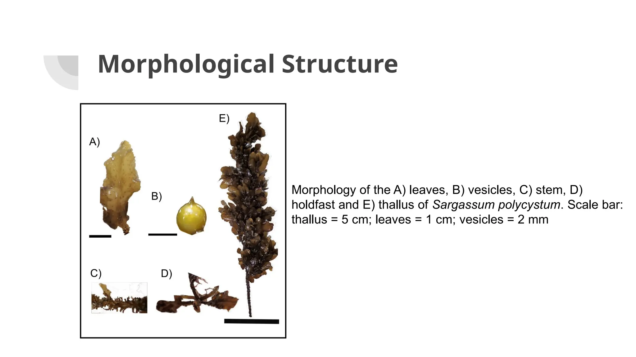 Sargassum-Morphology, Life Cycle and Significance | PPTX