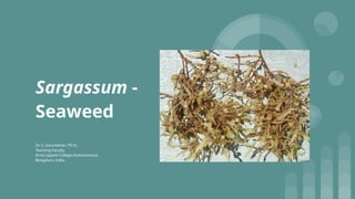Sargassum-Morphology, Life Cycle and Significance | PPTX