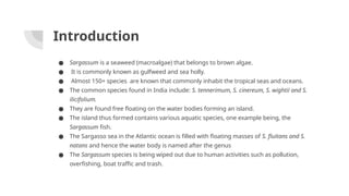 Sargassum-Morphology, Life Cycle and Significance | PPTX