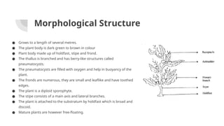 Sargassum-Morphology, Life Cycle and Significance | PPTX