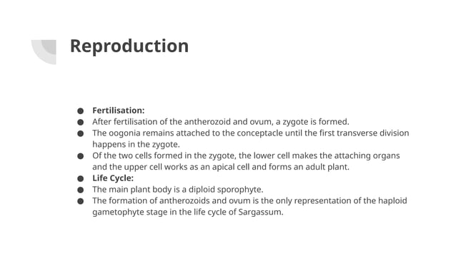 Sargassum-Morphology, Life Cycle and Significance | PPTX