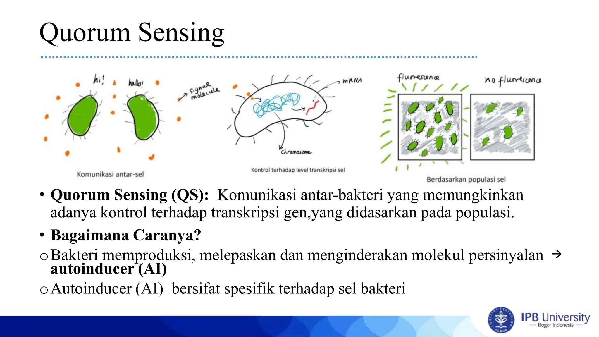 Quorum sensing Bakteri pembentukan biofilm pada bakteri gram positif | PPTX