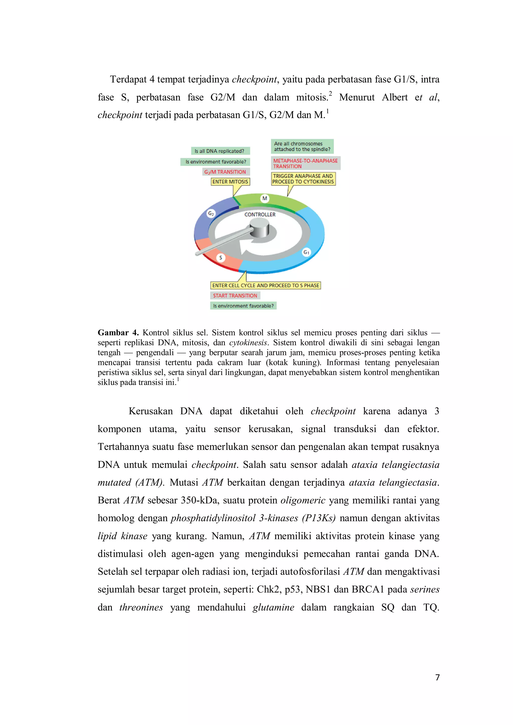 Sari pustaka siklus sel | PDF