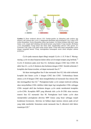 Sari pustaka siklus sel | PDF