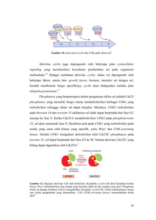 Sari pustaka siklus sel | PDF