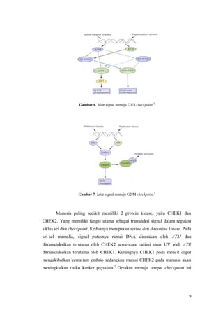 Sari pustaka siklus sel | PDF
