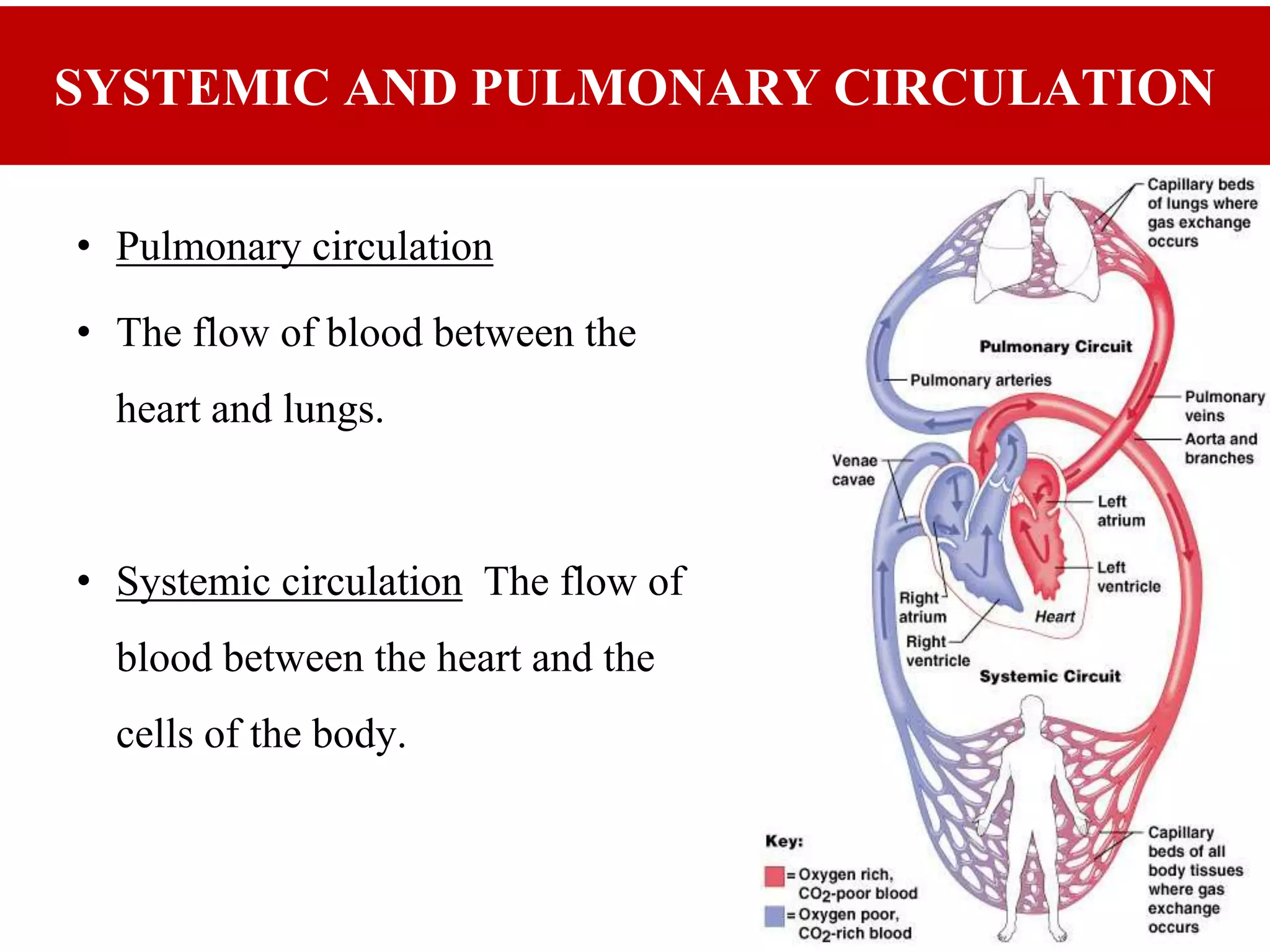 Introduction to the Human Cardiovascular System | PPT