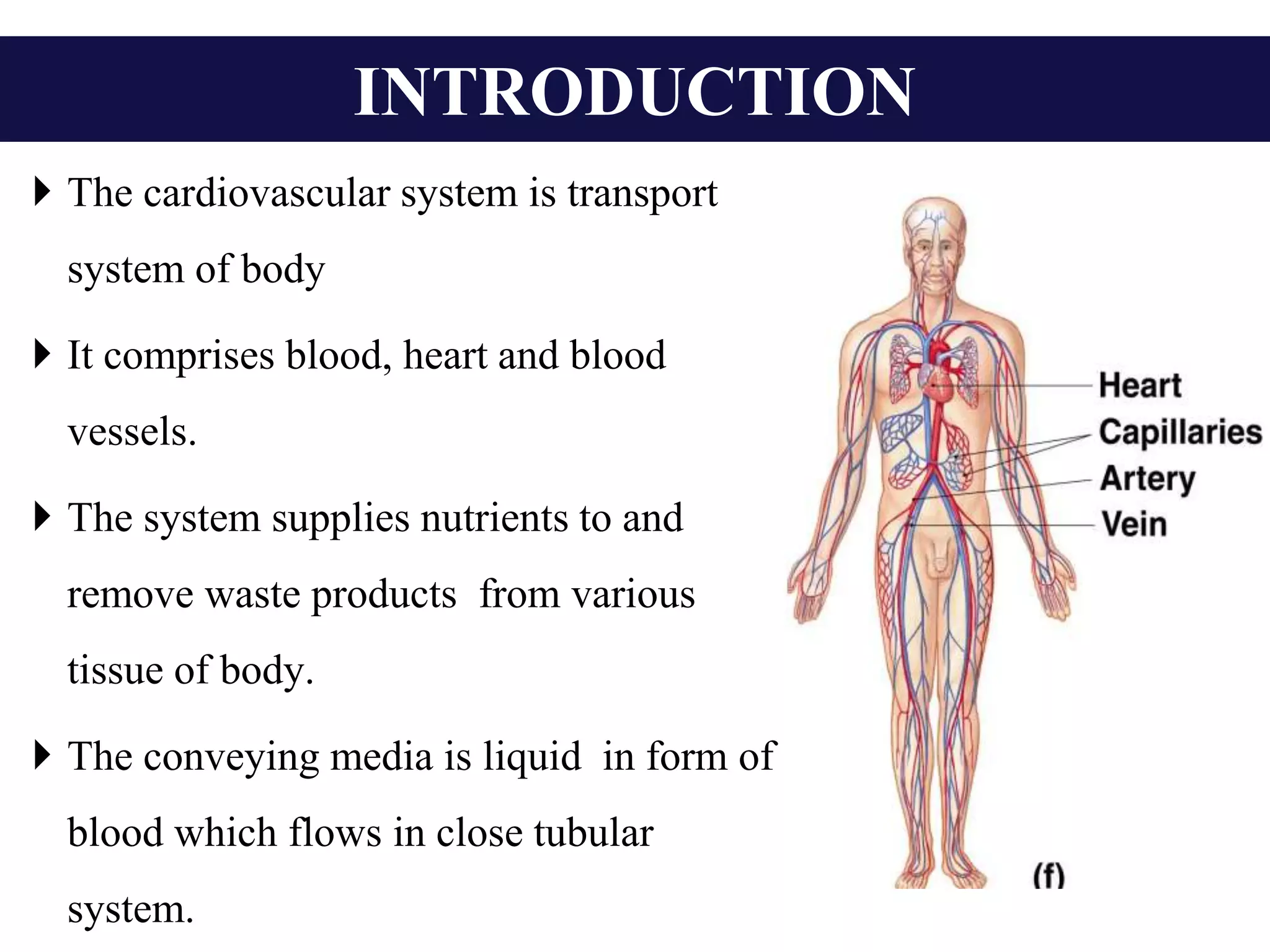 Introduction to the Human Cardiovascular System | PPT