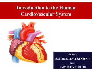 Introduction to the Human Cardiovascular System | PPT