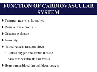 Introduction to the Human Cardiovascular System | PPT