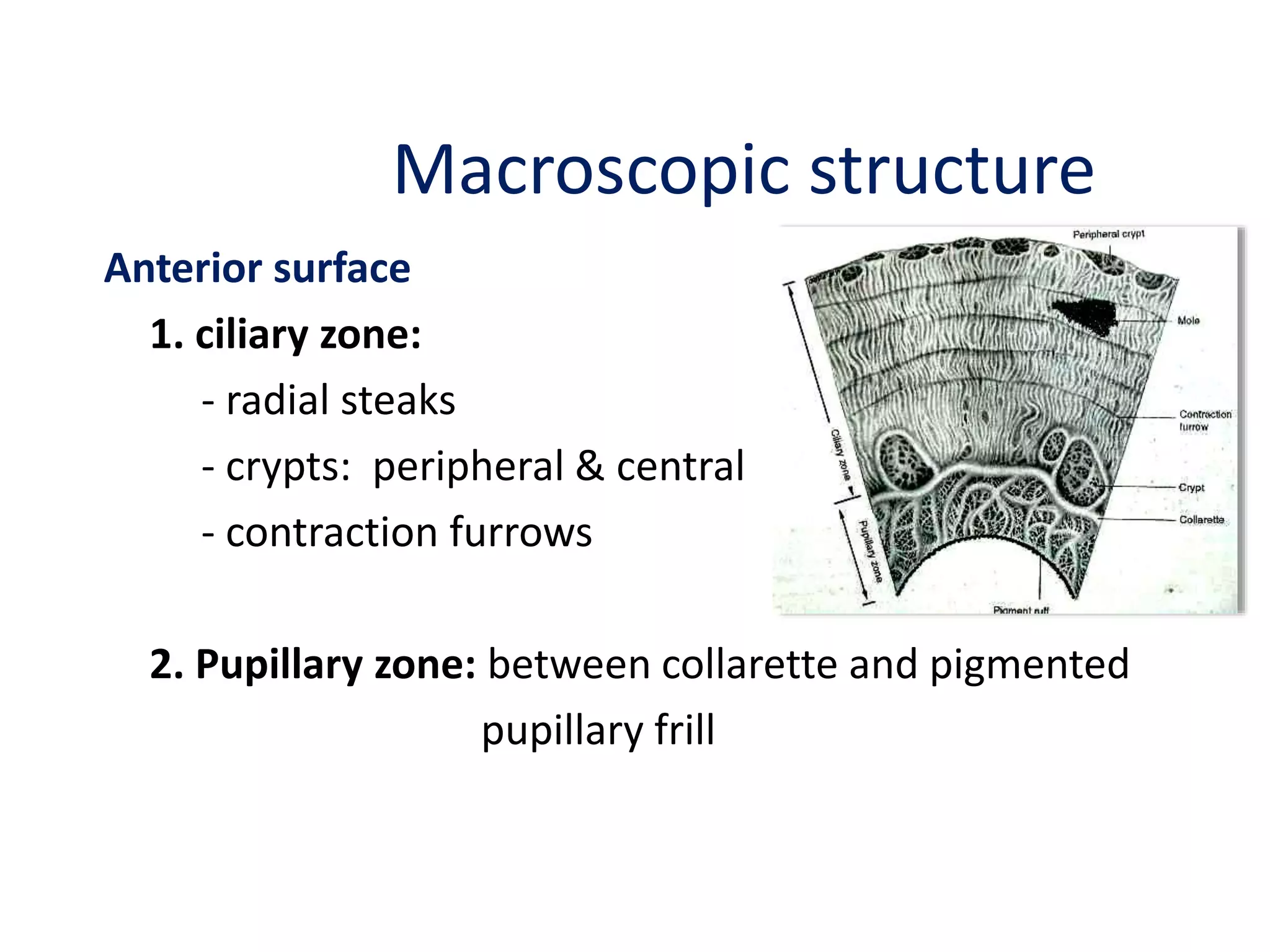 Uvea: Anatomy, Nerve & Vascular Supply, Clinical Correlation | PPTX