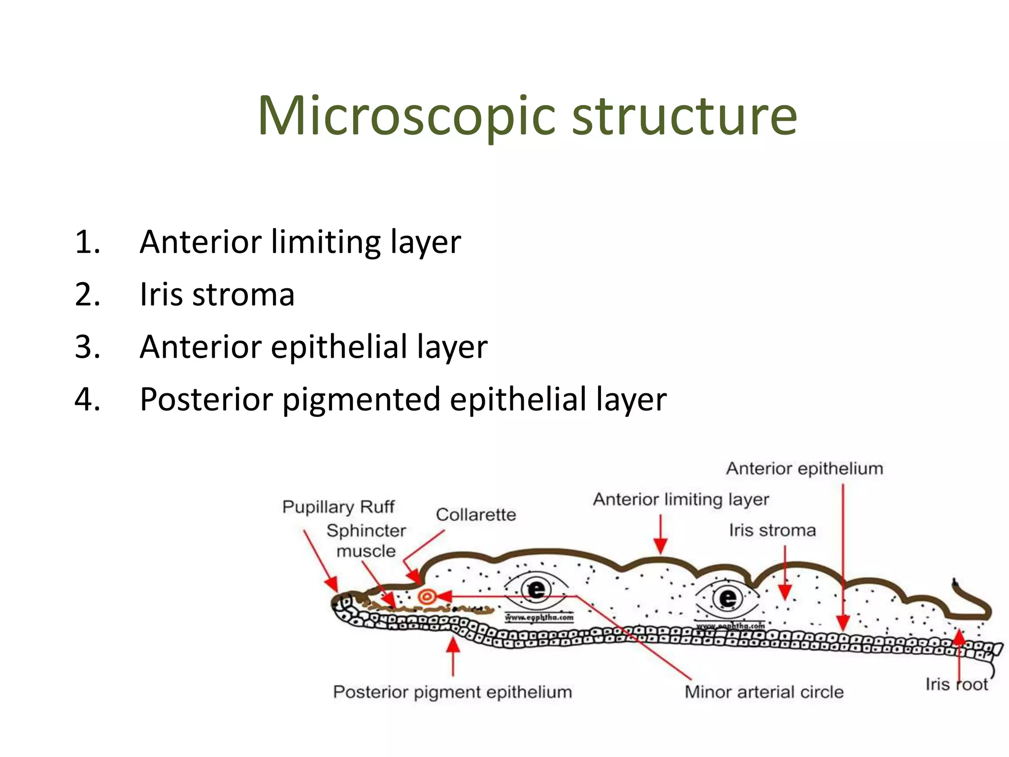 Uvea: Anatomy, Nerve & Vascular Supply, Clinical Correlation | PPTX