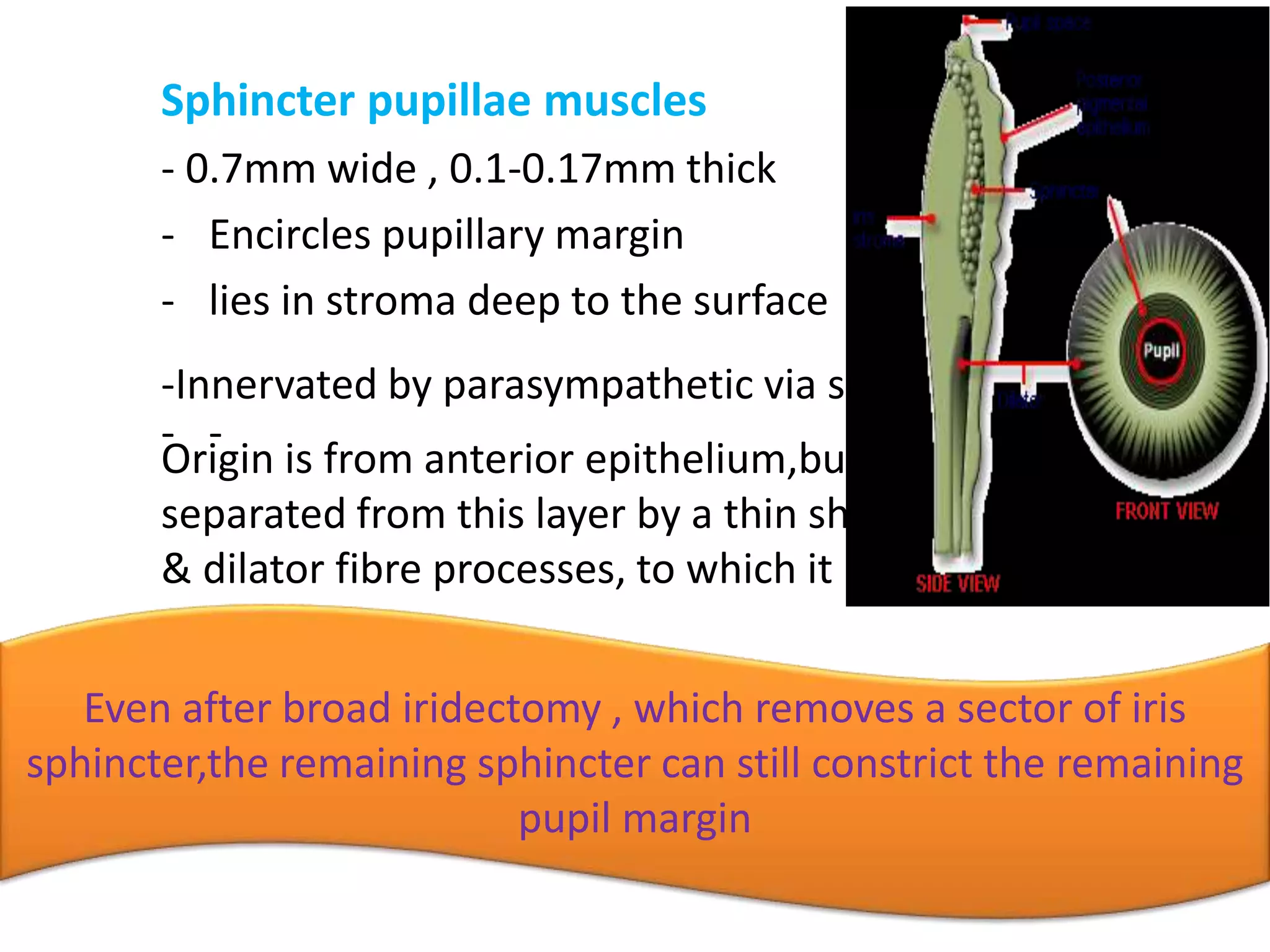 Uvea: Anatomy, Nerve & Vascular Supply, Clinical Correlation | PPTX