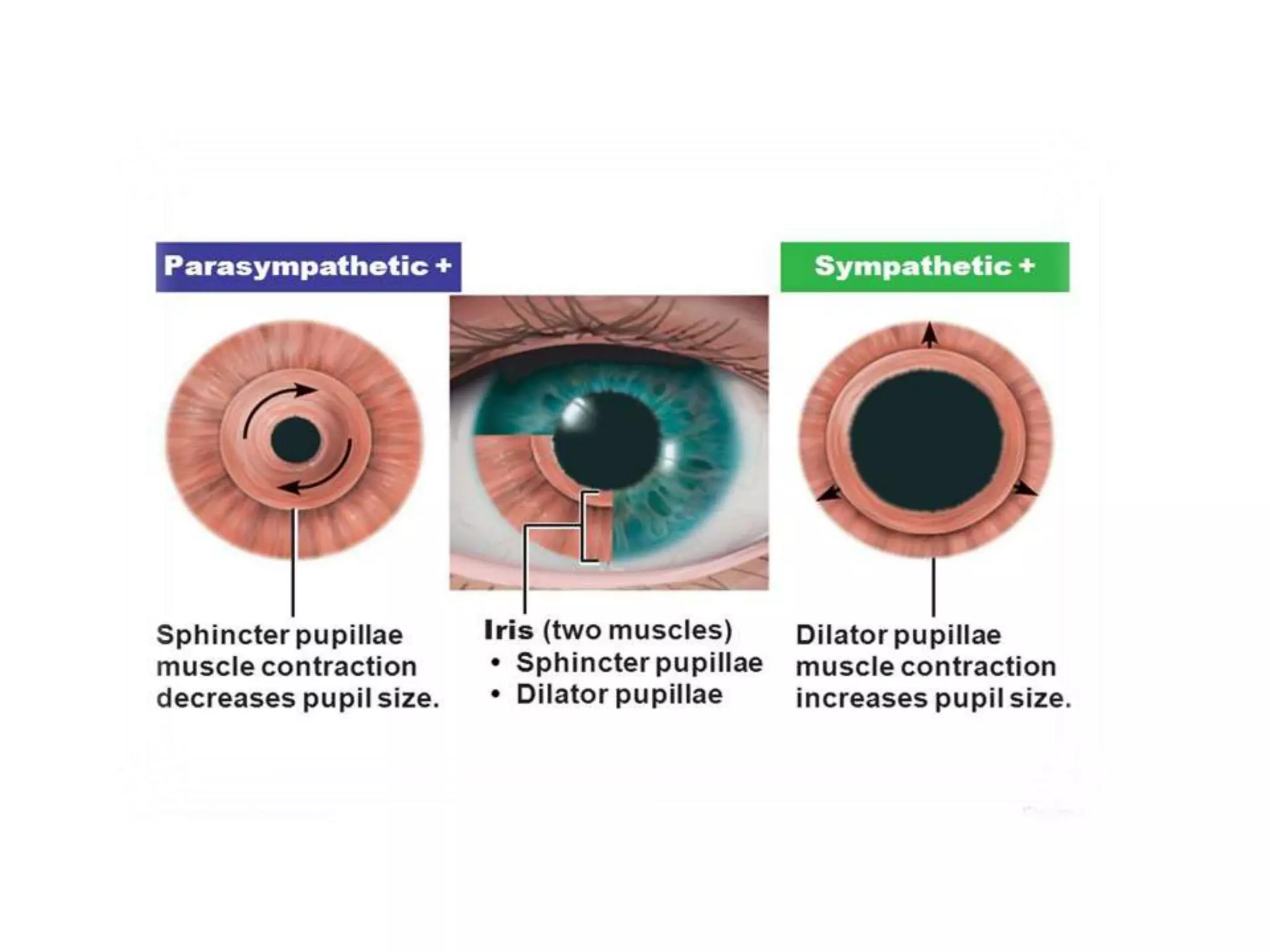 Uvea: Anatomy, Nerve & Vascular Supply, Clinical Correlation | PPTX