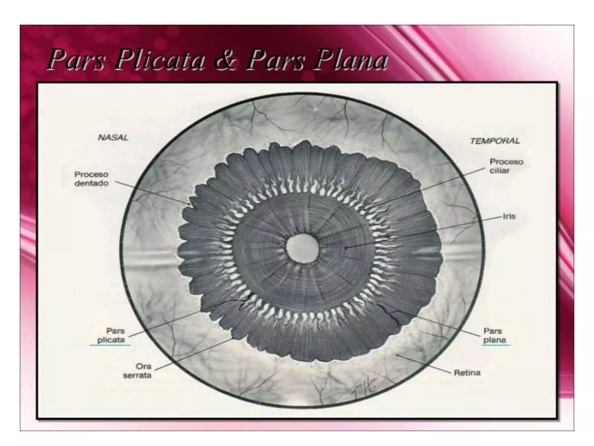Uvea: Anatomy, Nerve & Vascular Supply, Clinical Correlation | PPTX