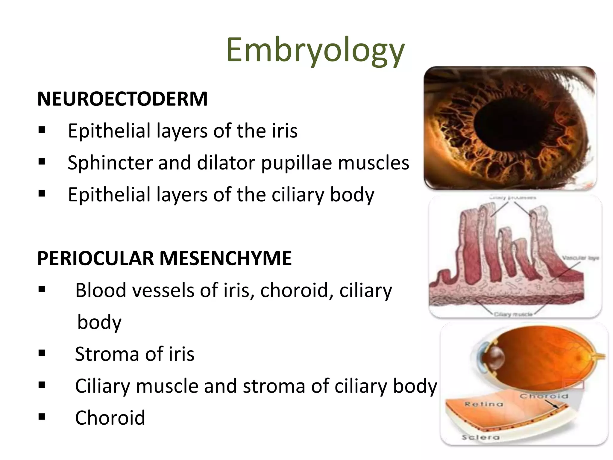 Uvea: Anatomy, Nerve & Vascular Supply, Clinical Correlation | PPTX