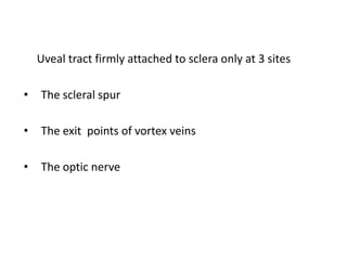 Uvea: Anatomy, Nerve & Vascular Supply, Clinical Correlation | PPTX