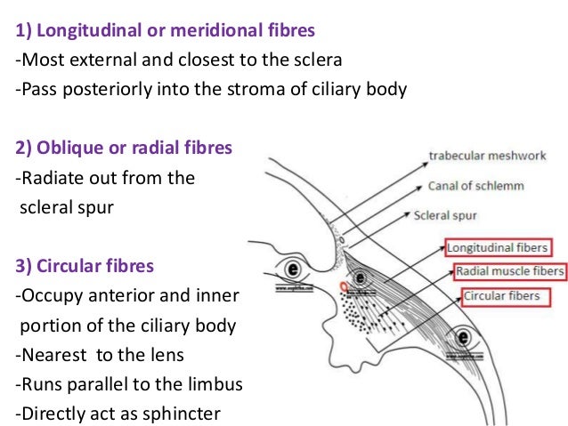 Uvea: Anatomy, Nerve & Vascular Supply, Clinical Correlation