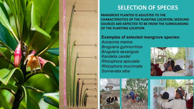 Community-based Mangrove Restoration Technique: Selection of site ...